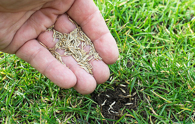 Laying a lawn in just a few steps (instructions) | Einhell Blog