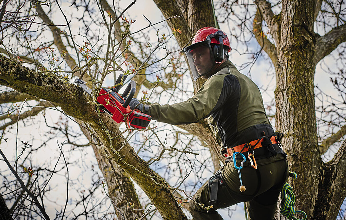 Pruning Fruit Trees: Tips and Guide | Einhell Blog