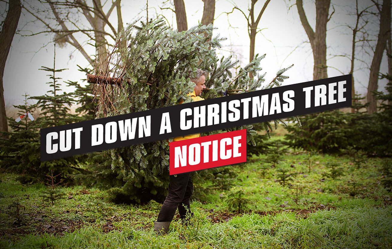Cutting Your Own Christmas Tree | Einhell Blog